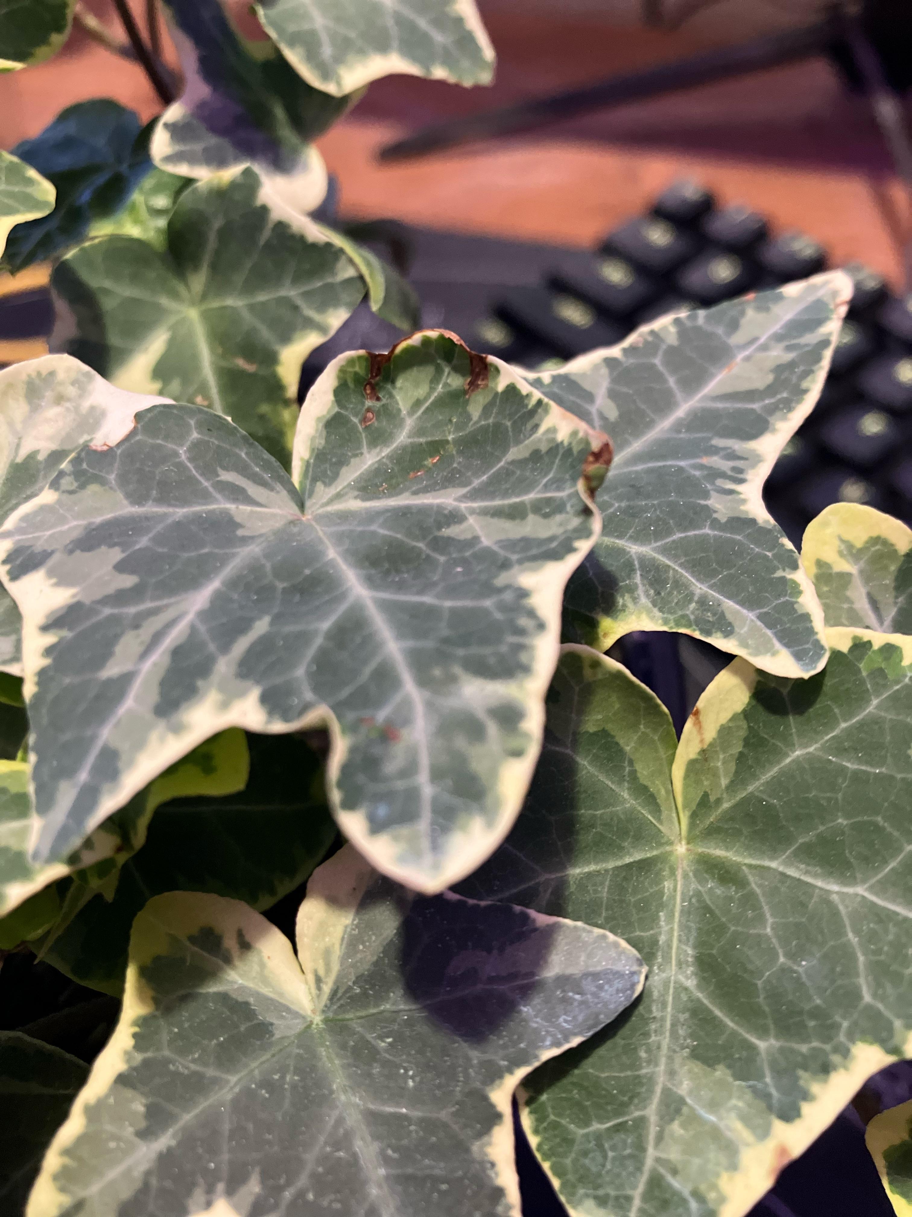 Is this healthy? | Scrolller