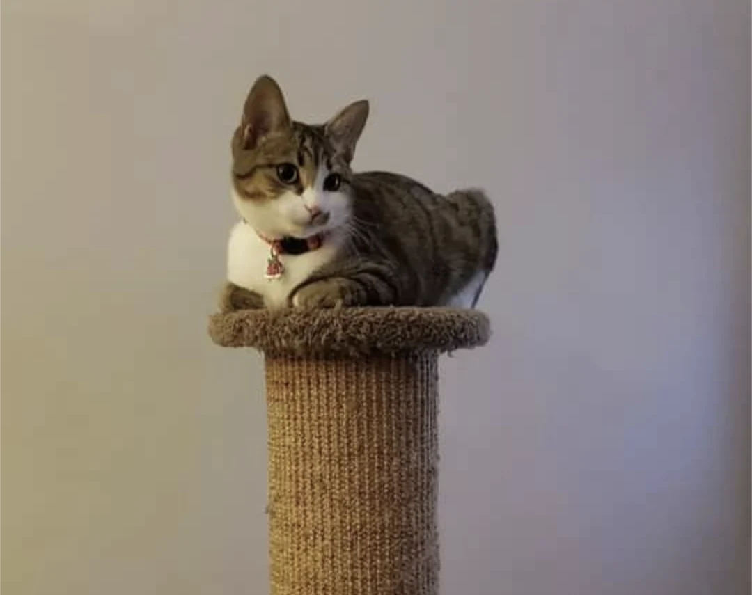 Mini loaf on display! Ellie used to love sitting on top of her scratching post but doesn't fit ...