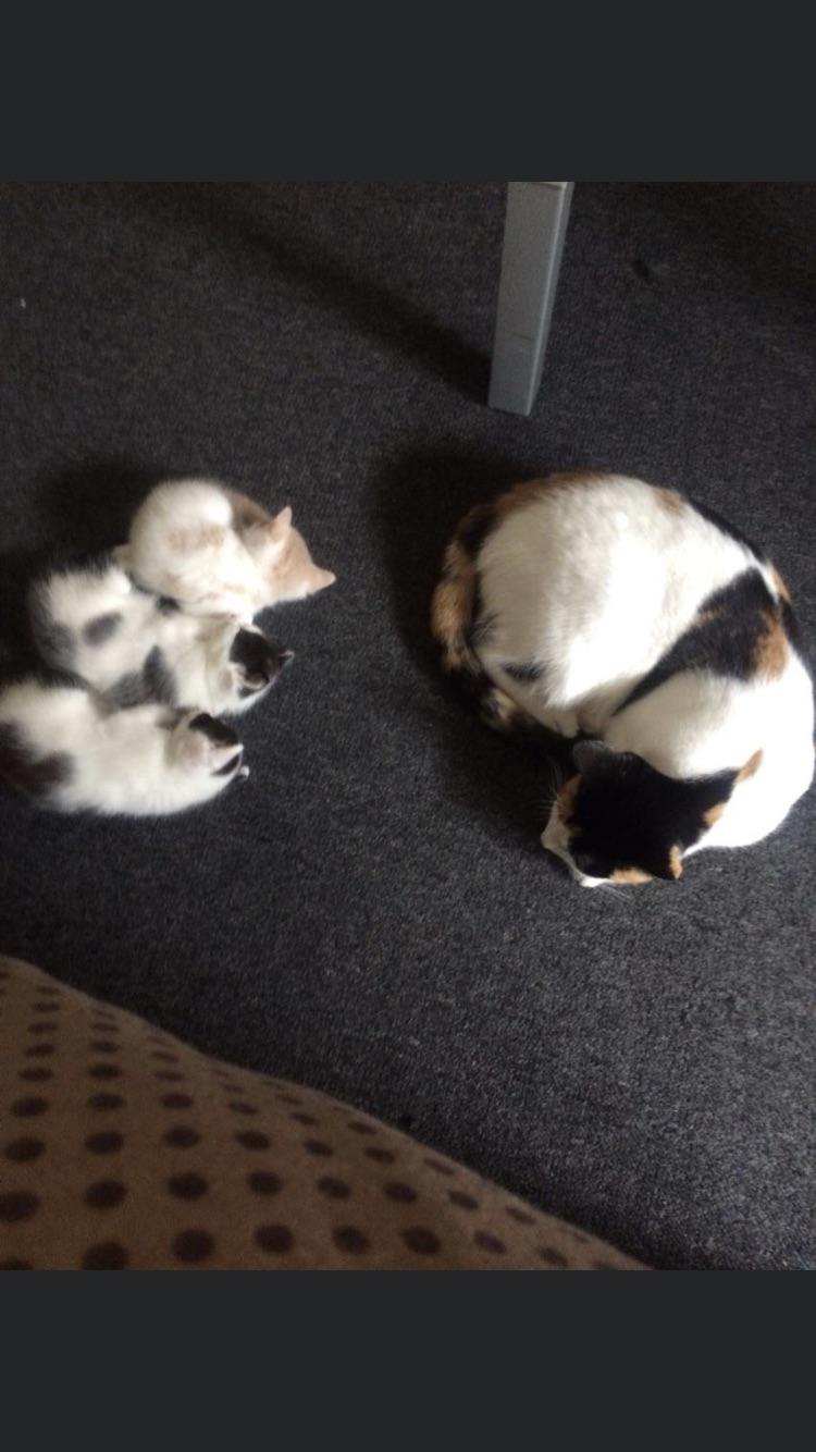 Mummy with her 3 little bears | Scrolller