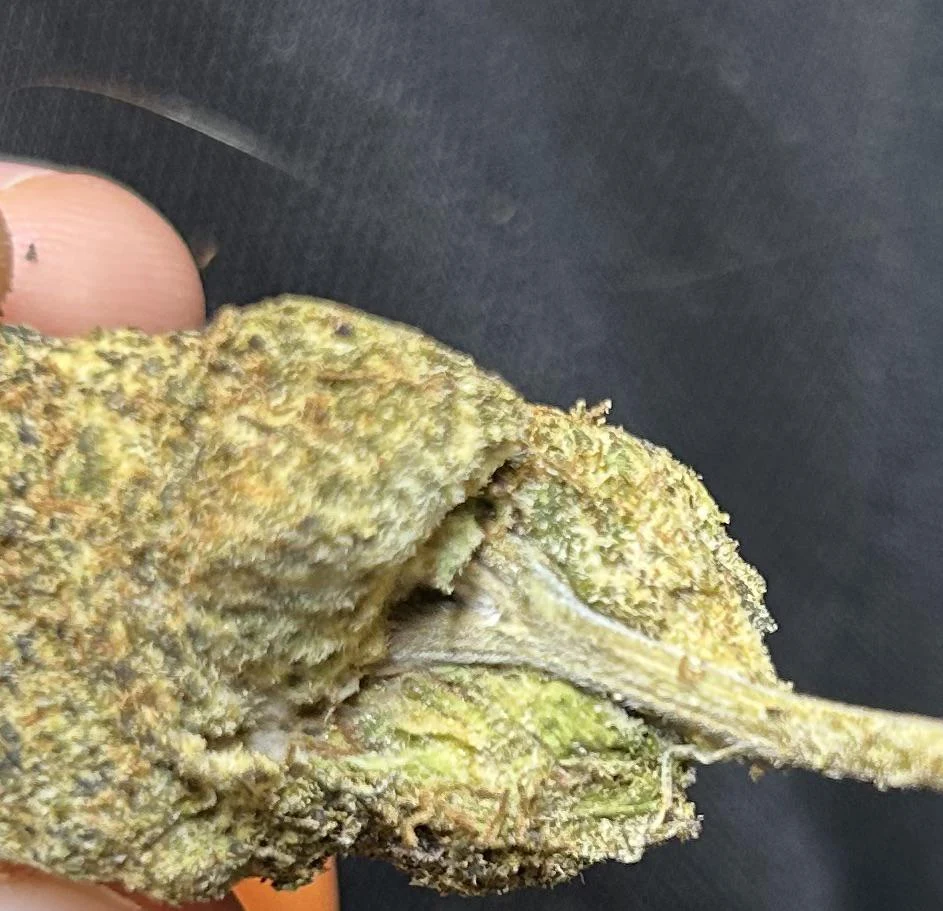 Moldy weed? | Scrolller