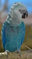 This Cute Spix Macaw 🦜 | Scrolller