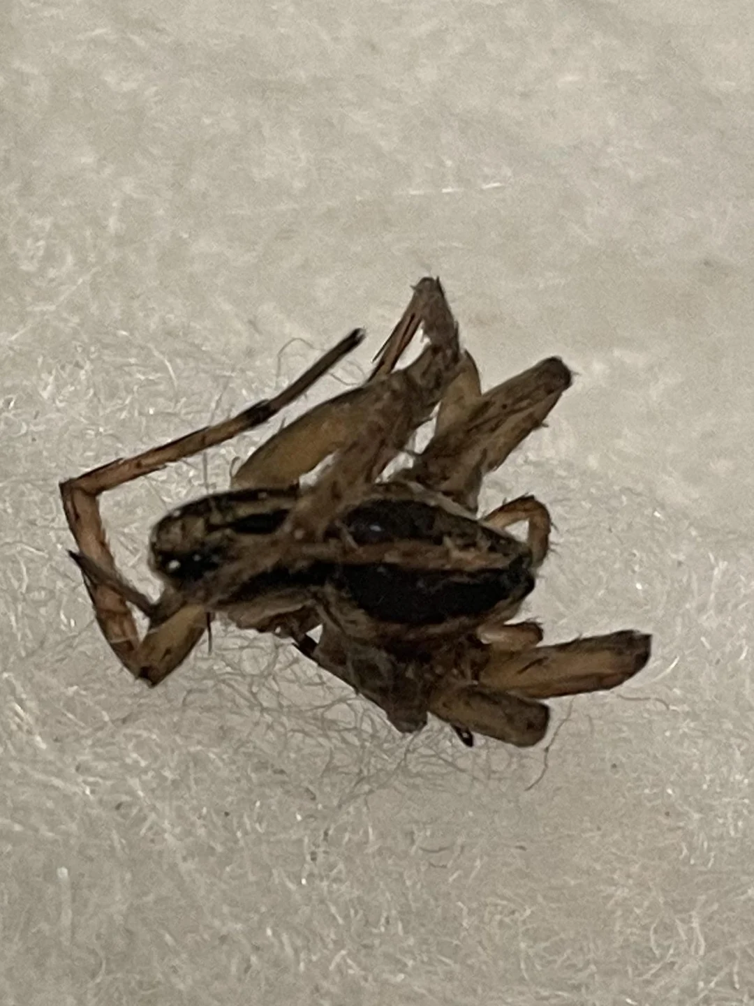 Please help identify | Scrolller