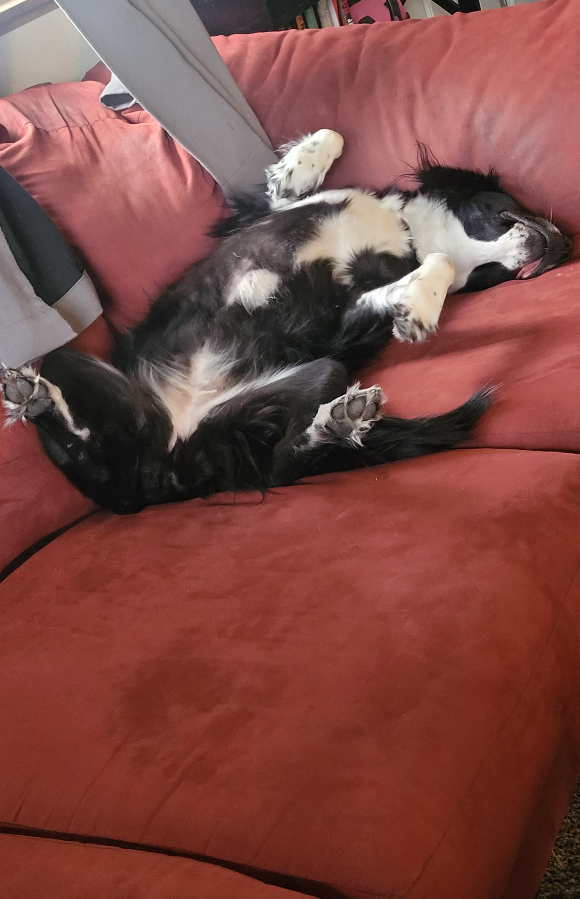 She's beauty, she's grace, she's got a derpy face. | Scrolller