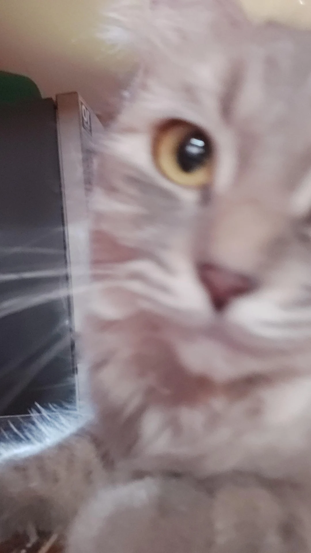 Blurry picture of a cat | Scrolller