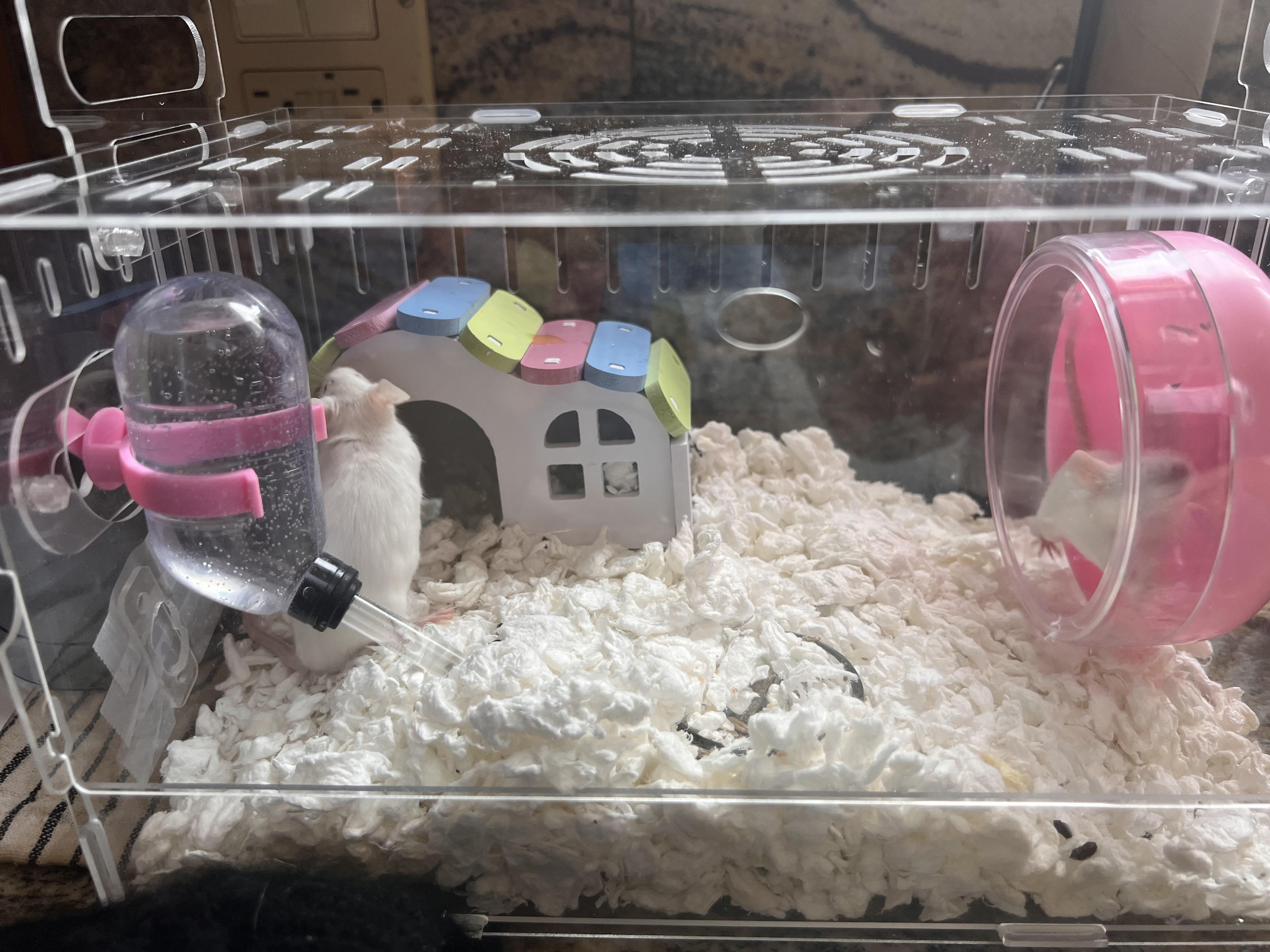 Update on my mice | Scrolller