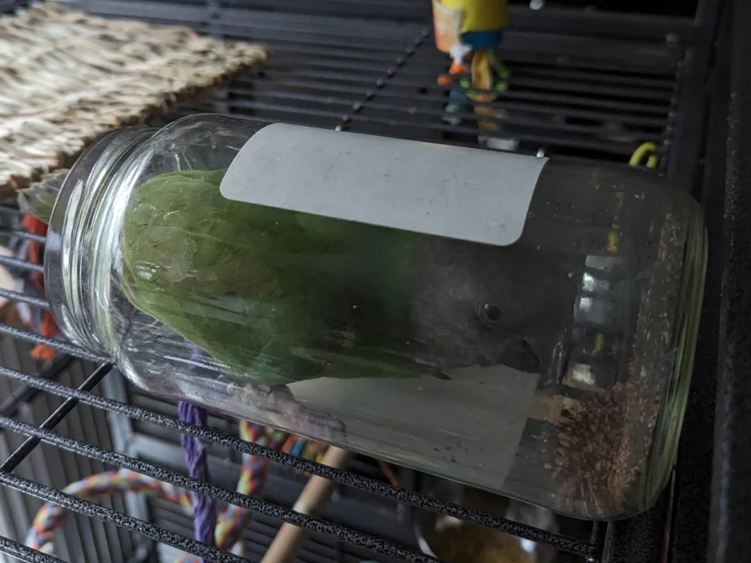 Little pickle | Scrolller