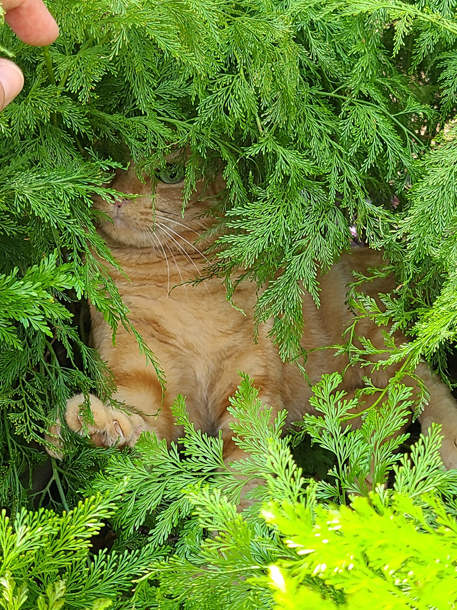 Clever Girl | Scrolller