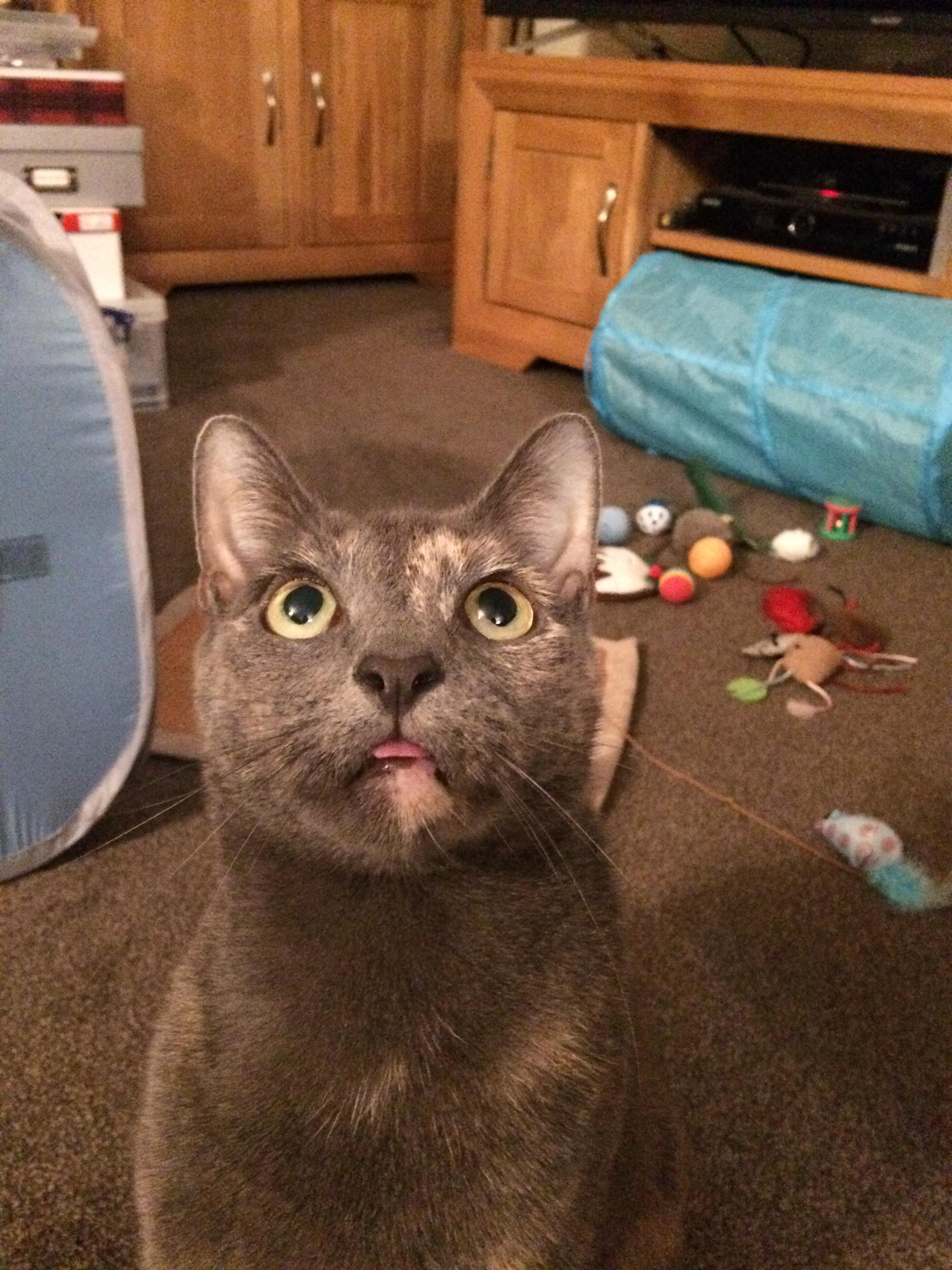 A small blep at playtime | Scrolller