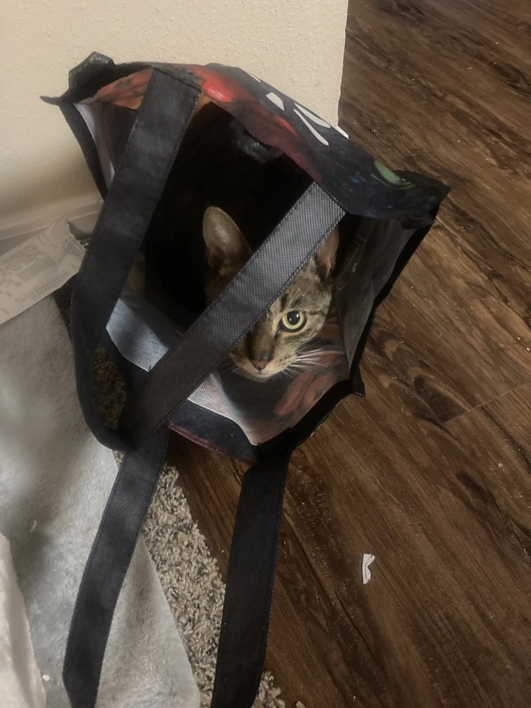 Bucky in a Bag | Scrolller