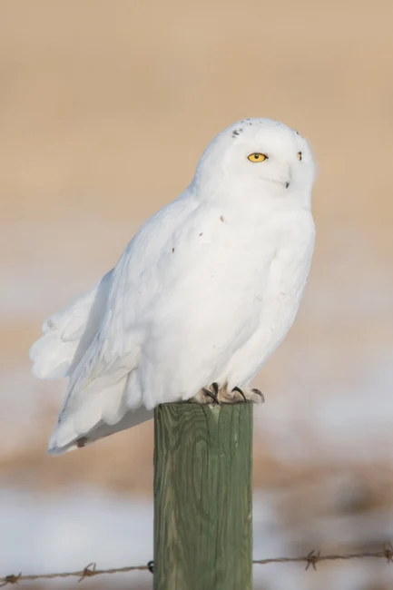 White owl | Scrolller