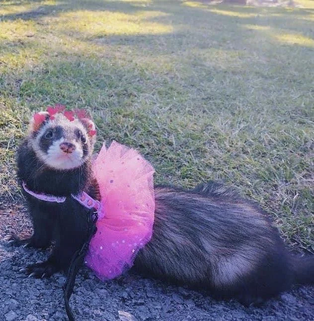 Noodle finally jumped over the rainbow bridge | Scrolller