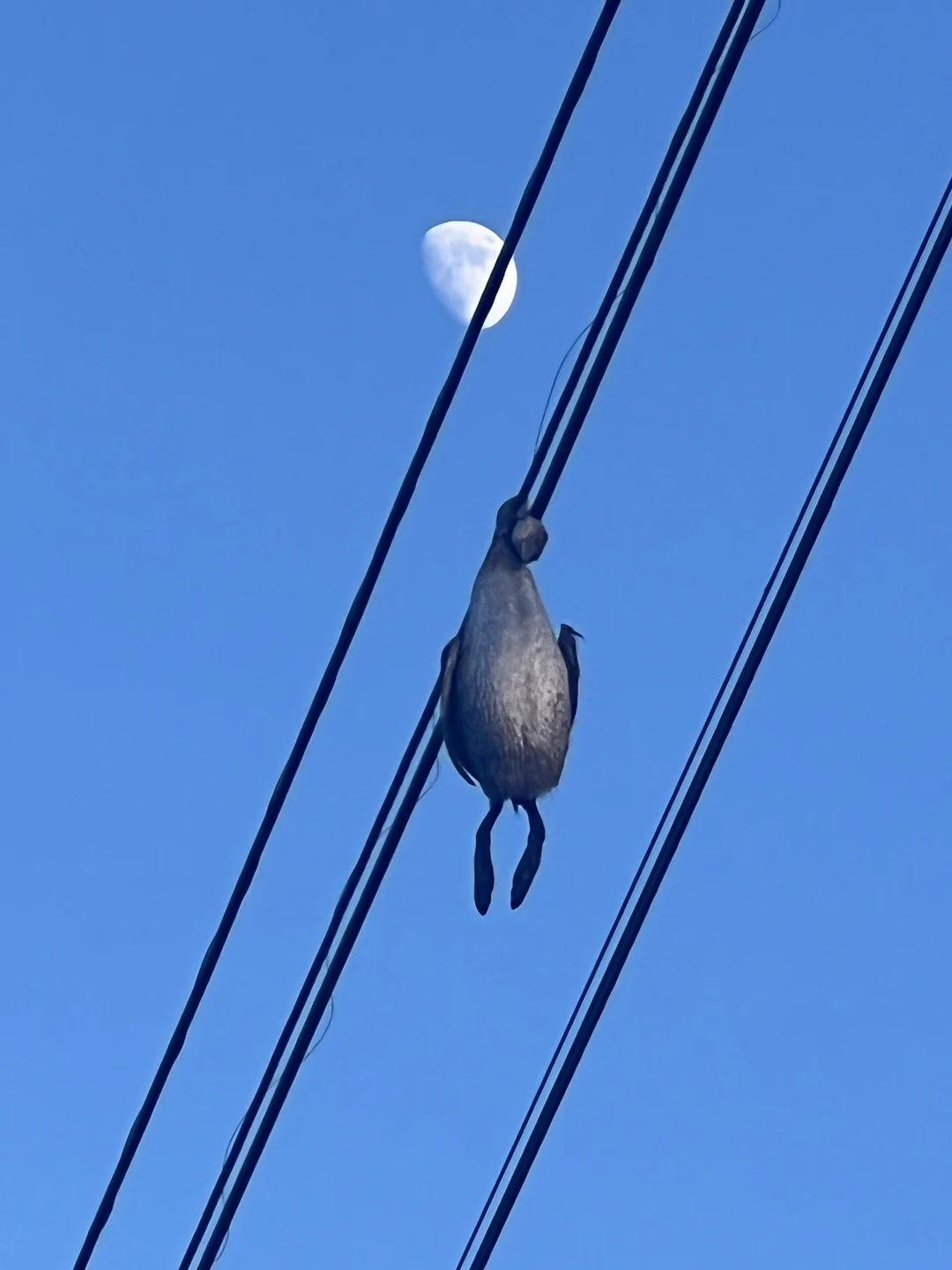 How the heck does something like this even happen? | Scrolller