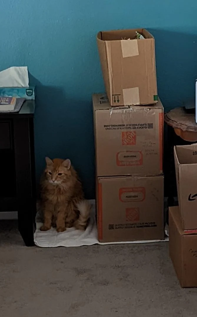 Blending in as a box | Scrolller