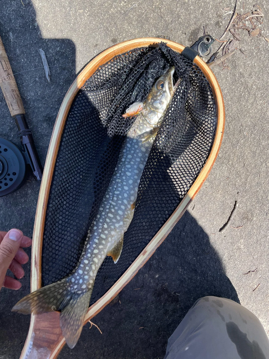 Fish Identification? | Scrolller