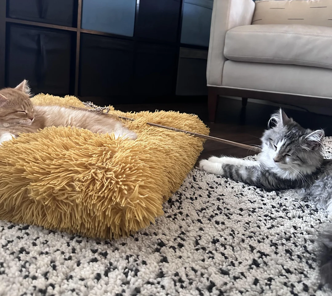 Anyone have experience with introducing two Siberian kittens? | Scrolller