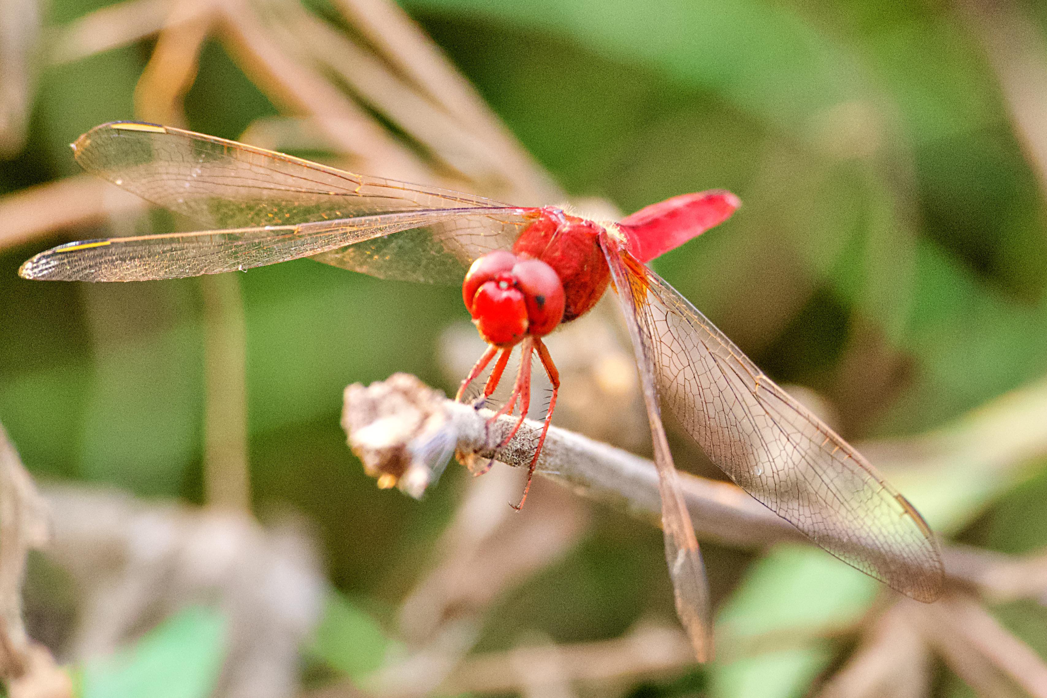 Red dragonfly | Scrolller