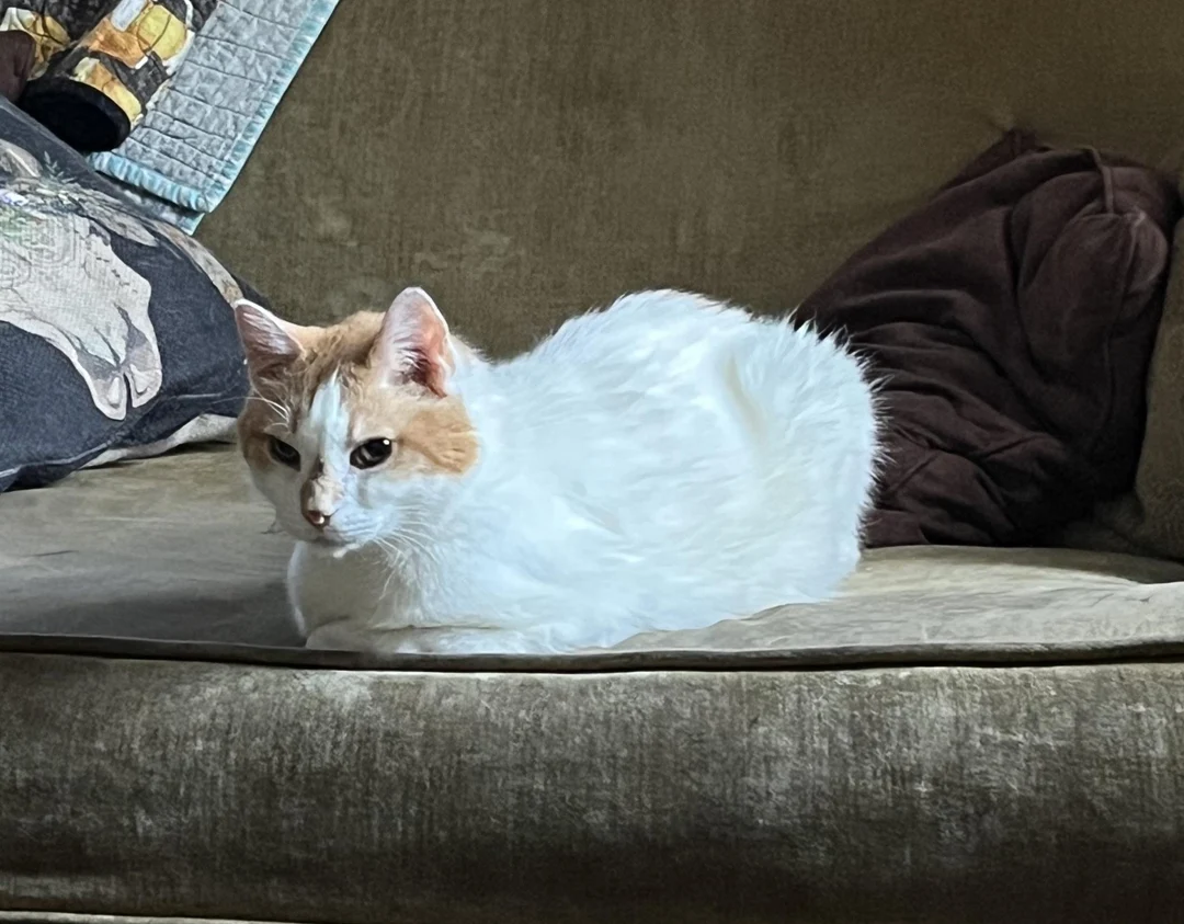 Old Ginger Man Loaf | Scrolller