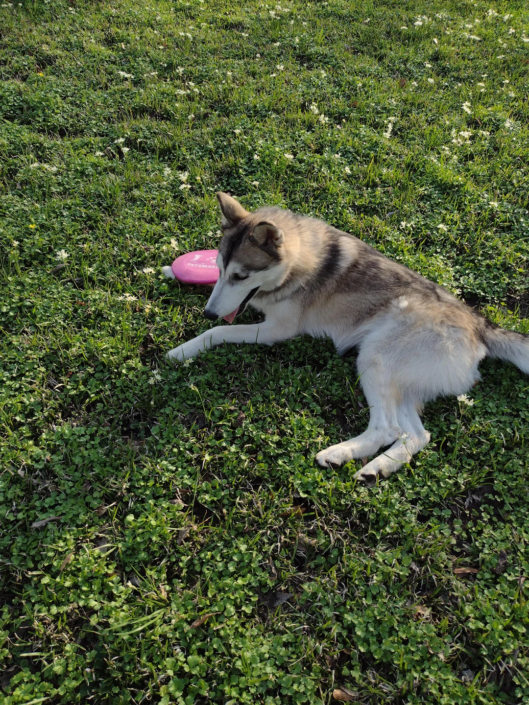 Meet Sidney | Scrolller