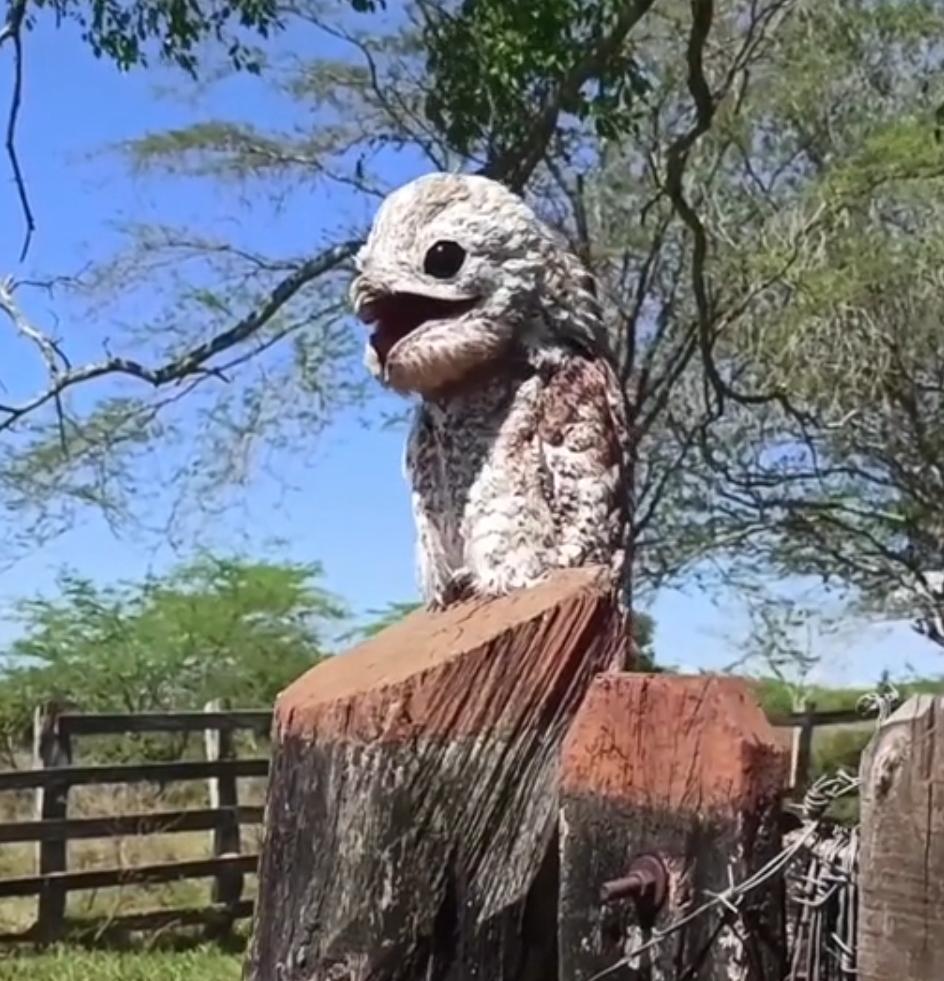 Ghost Bird | Scrolller