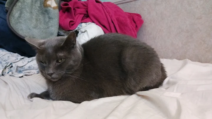 Dexter's Nearly Perfect Loaf | Scrolller