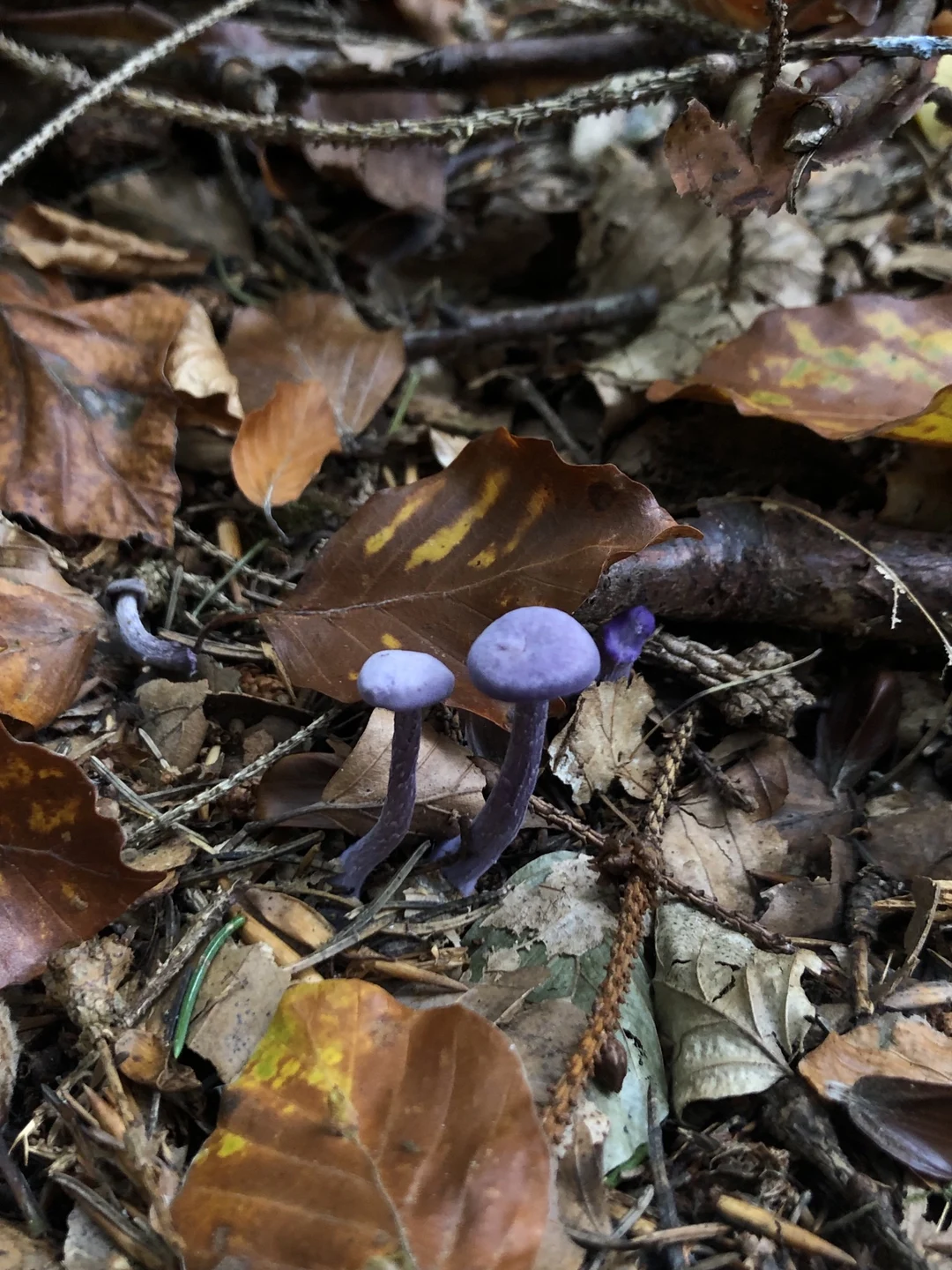 Last fall in Germany | Scrolller