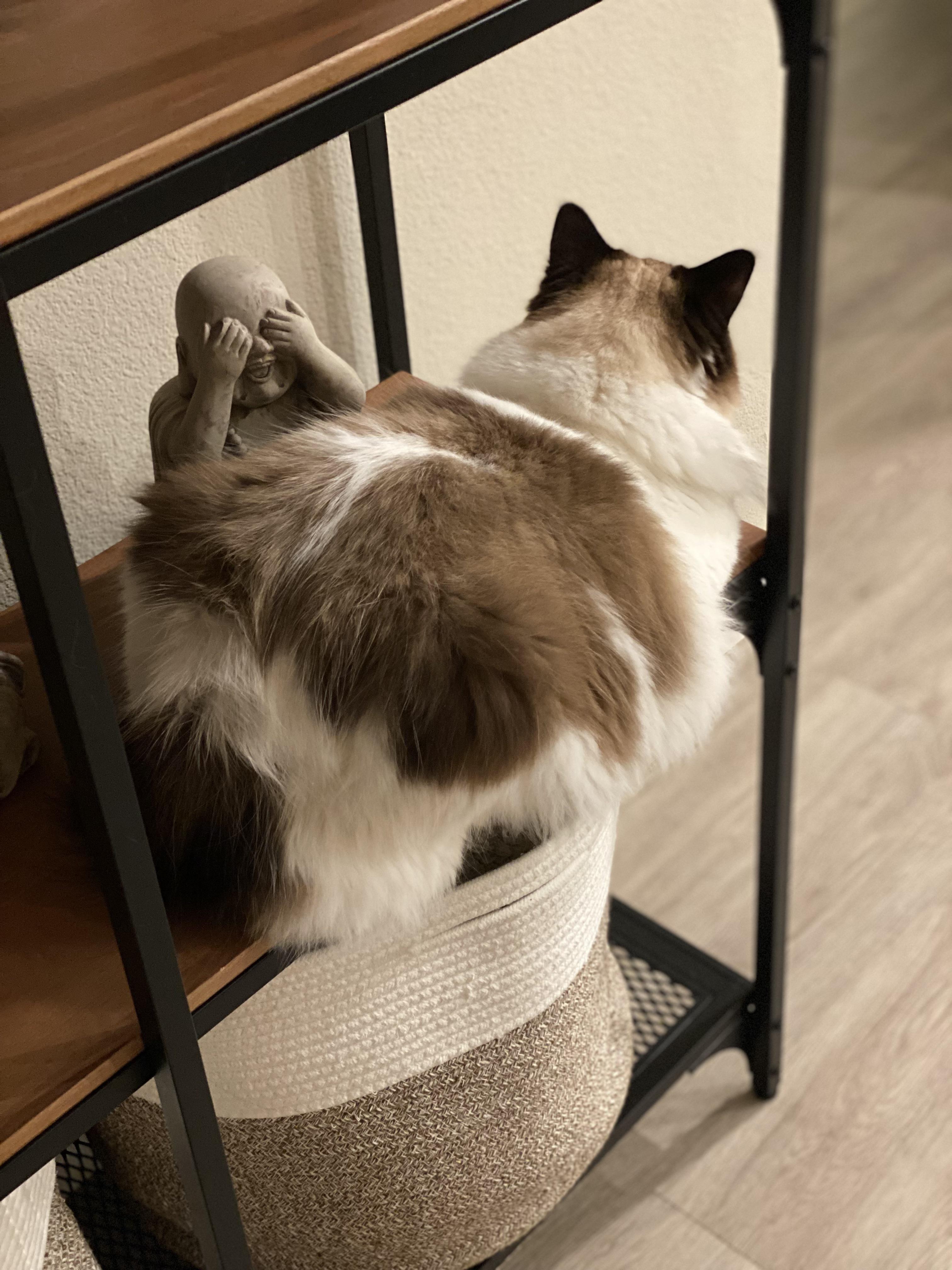 You’ve heard of The Elf on the Shelf? I present to you The Loaf on the Ledge! | Scrolller