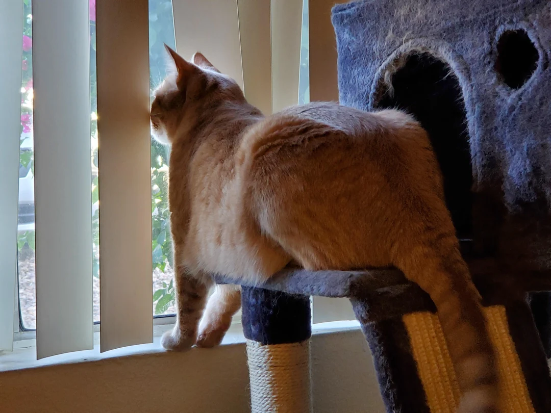This is how he sits on the window sill every morning | Scrolller
