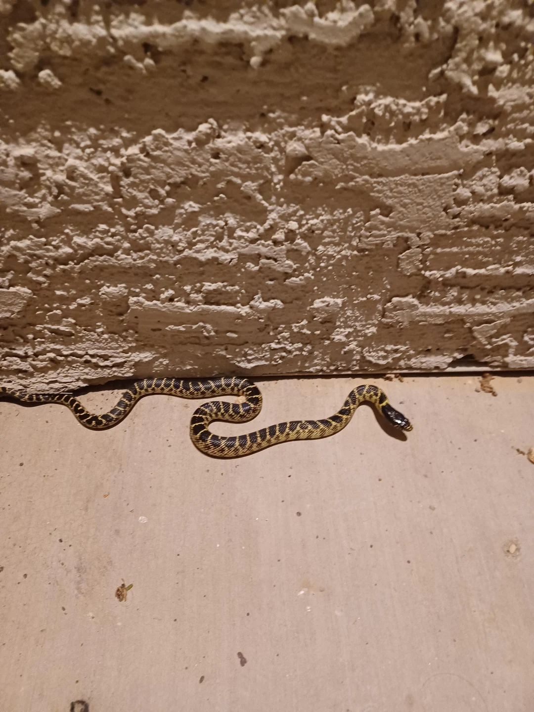 Snake ID | Scrolller