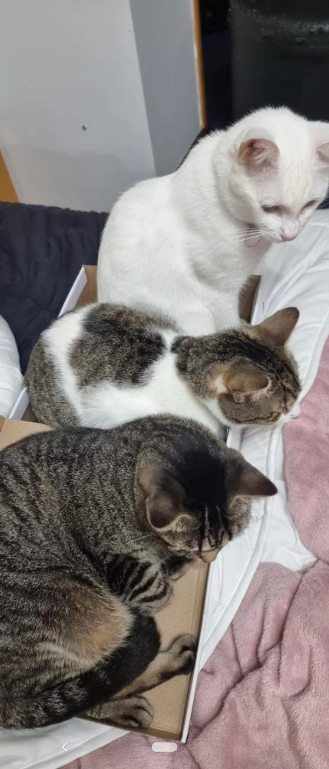 Triple threat! | Scrolller