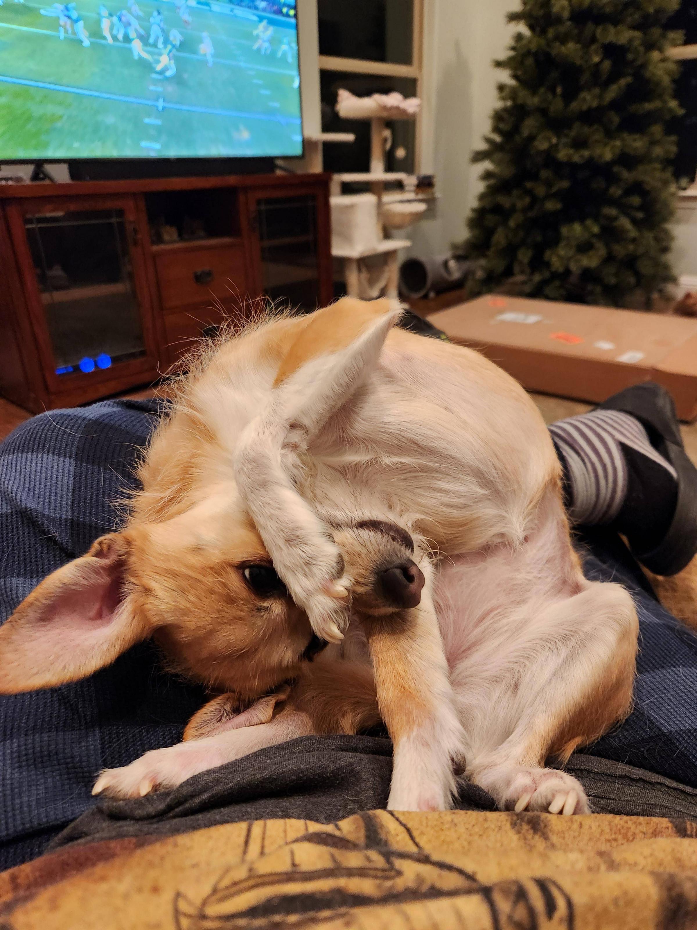 My Parent's Boneless Noodle Dog, Rosie. | Scrolller