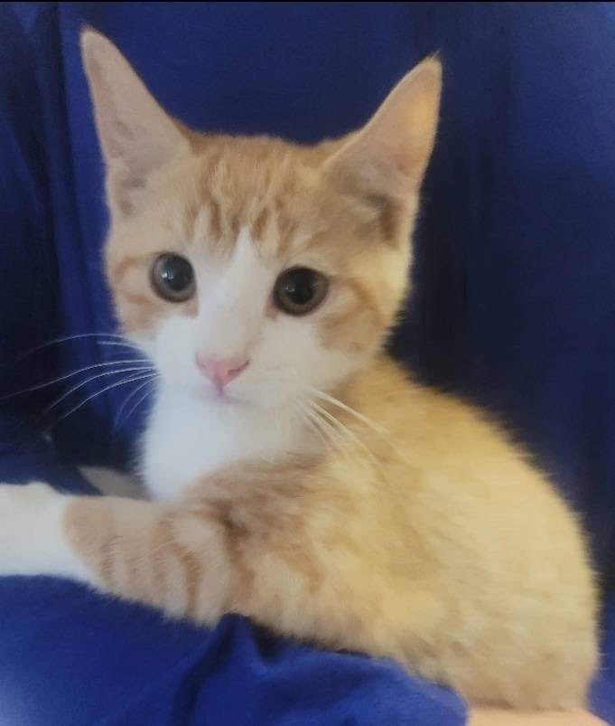 Here is the craigslist photo of Dusty...it was live at first sight... | Scrolller