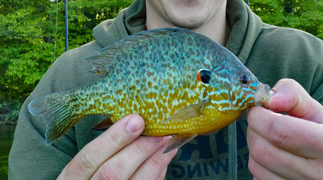 One of my favorite fish to catch as an adult, look like they belong in the Caribbean. | Scrolller