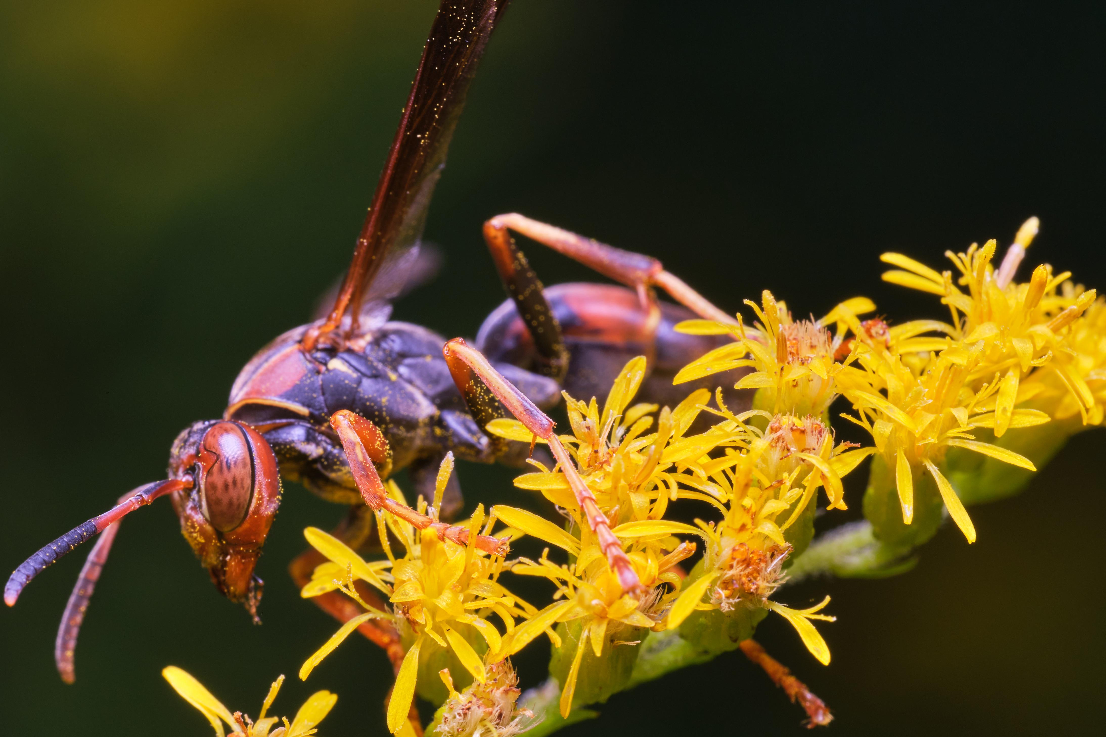 Paper Wasp Pollinating | Scrolller