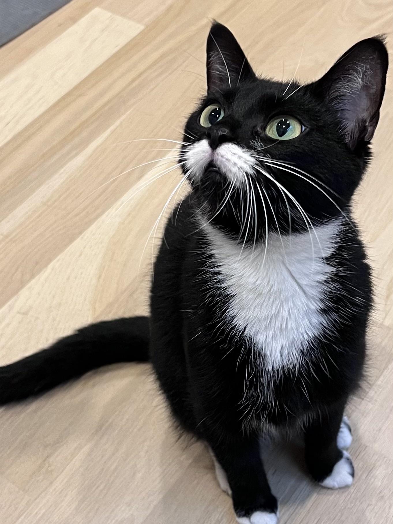 Meet Pringle | Scrolller