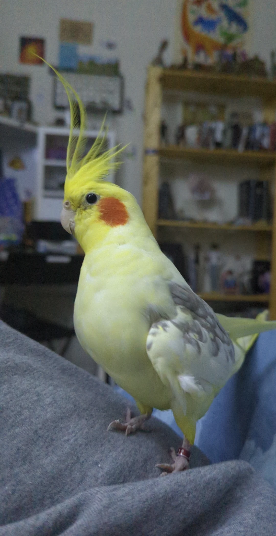 HELP?! My son transformed into a chicken! | Scrolller