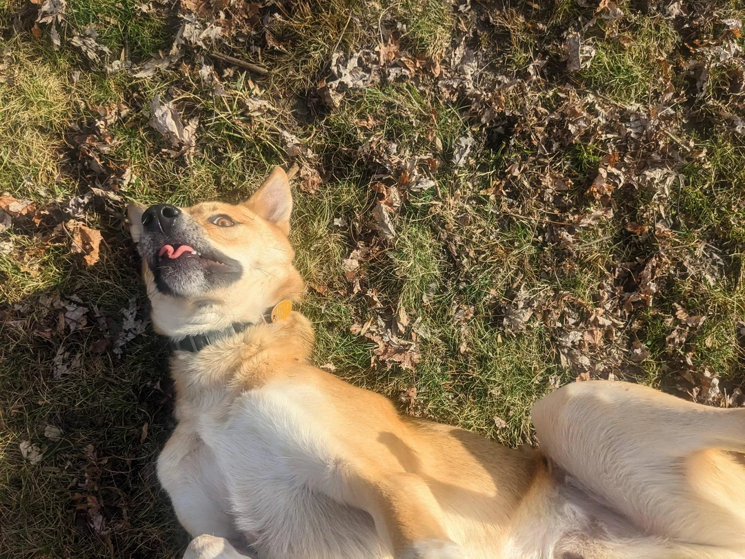 Goofy boi being a derp | Scrolller