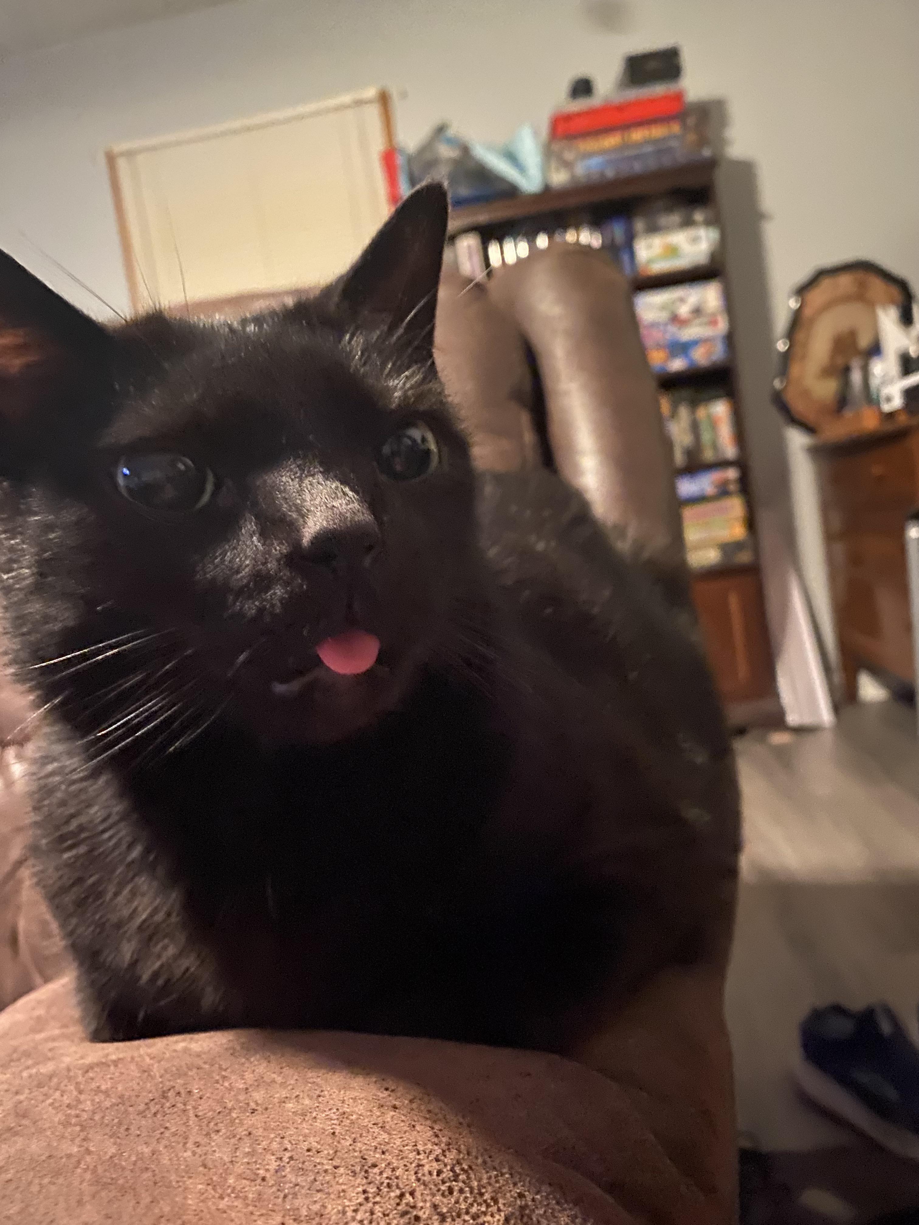 Take me to your leader blep | Scrolller