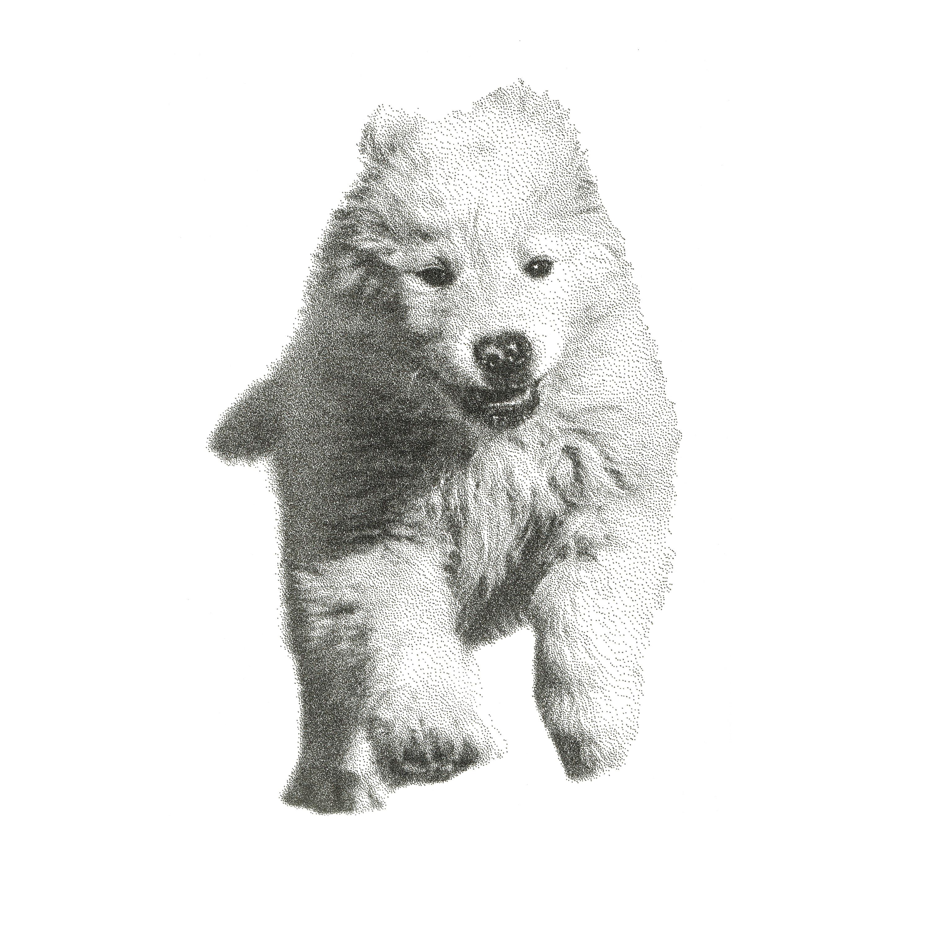 Stipple drawing I did of a fluffy boi | Scrolller