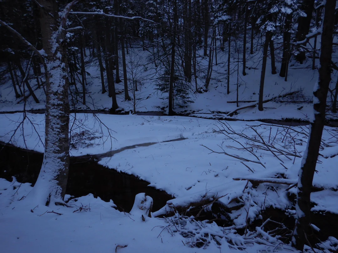 Dusk in the Forest | Scrolller