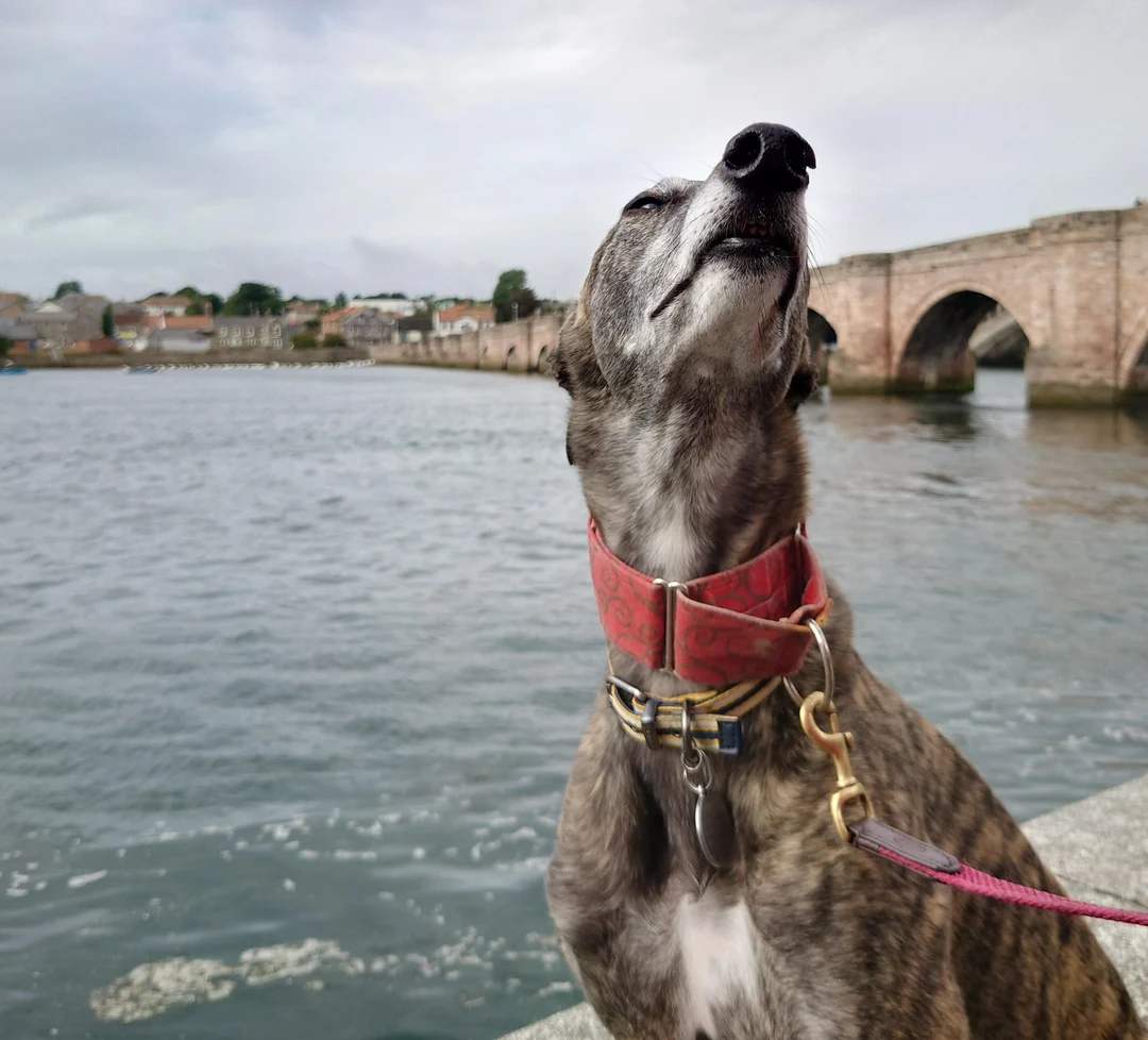 Max, looking elegant as always! | Scrolller