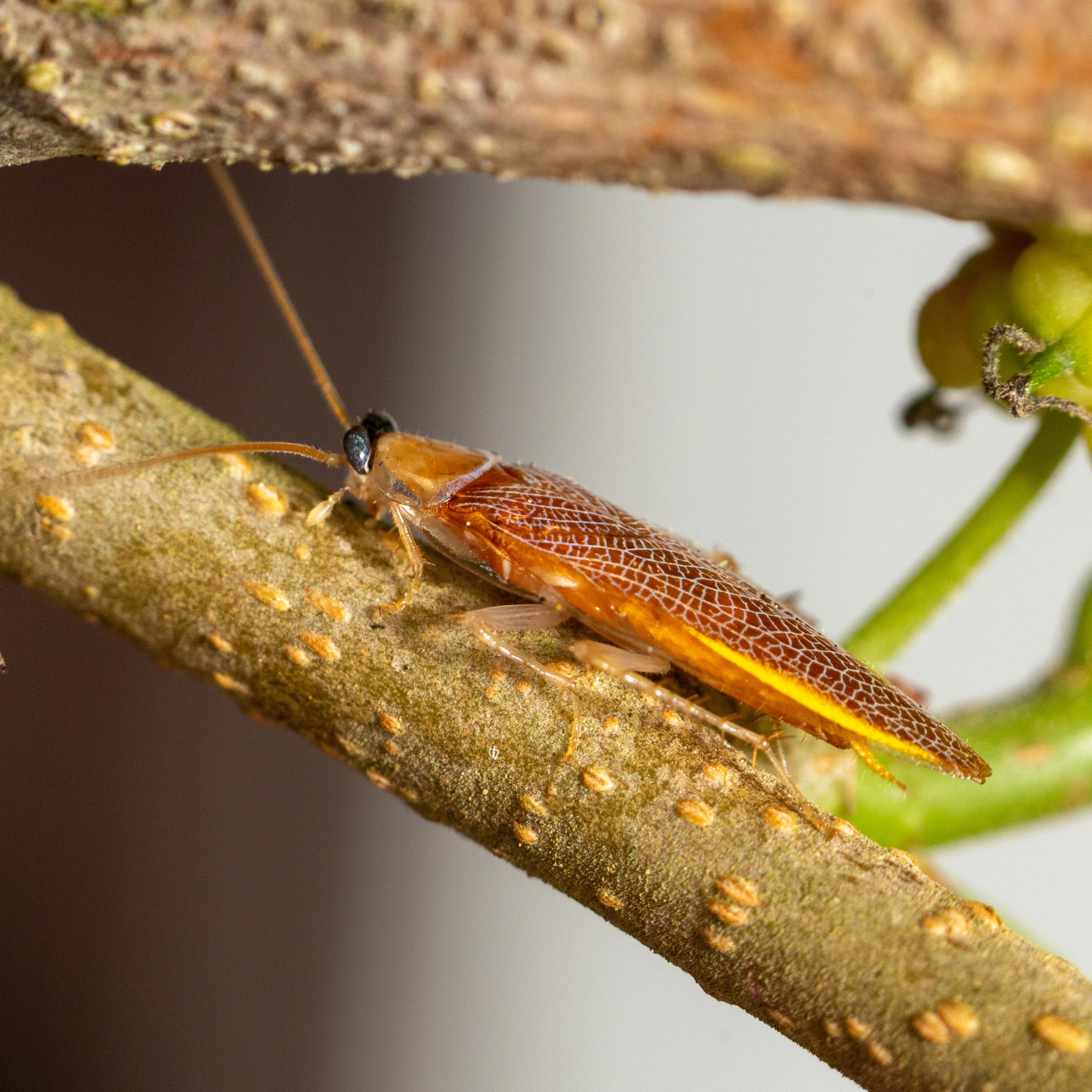 Bush cockroach | Scrolller