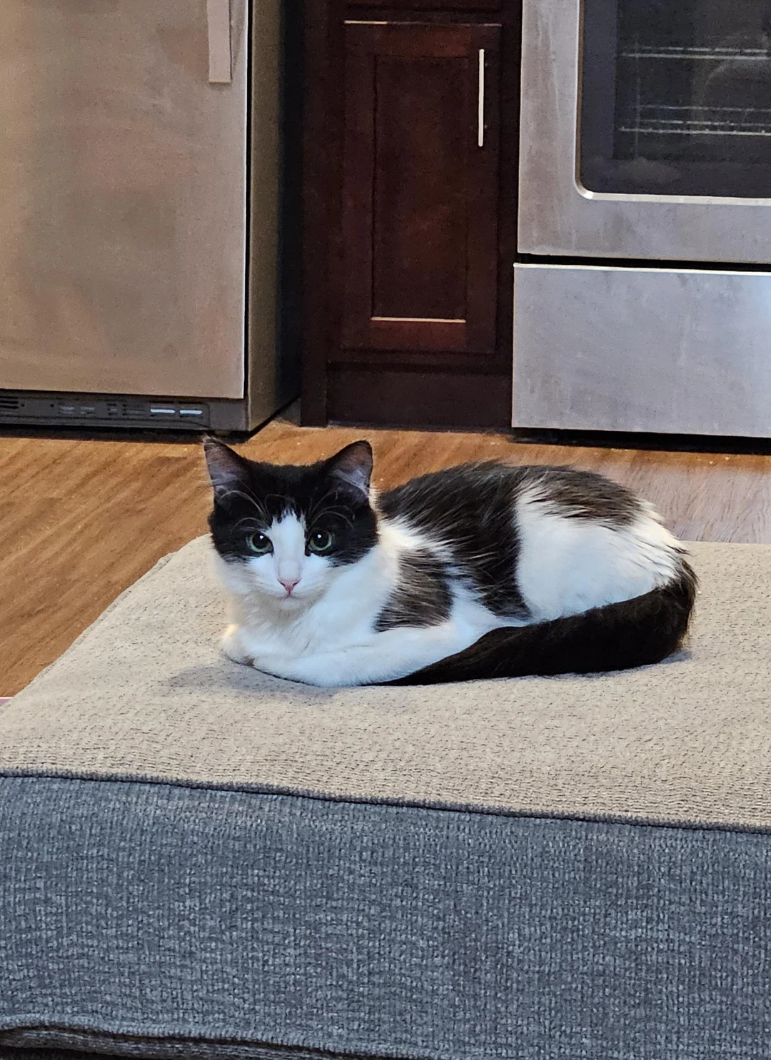 Suspicious suki loaf | Scrolller