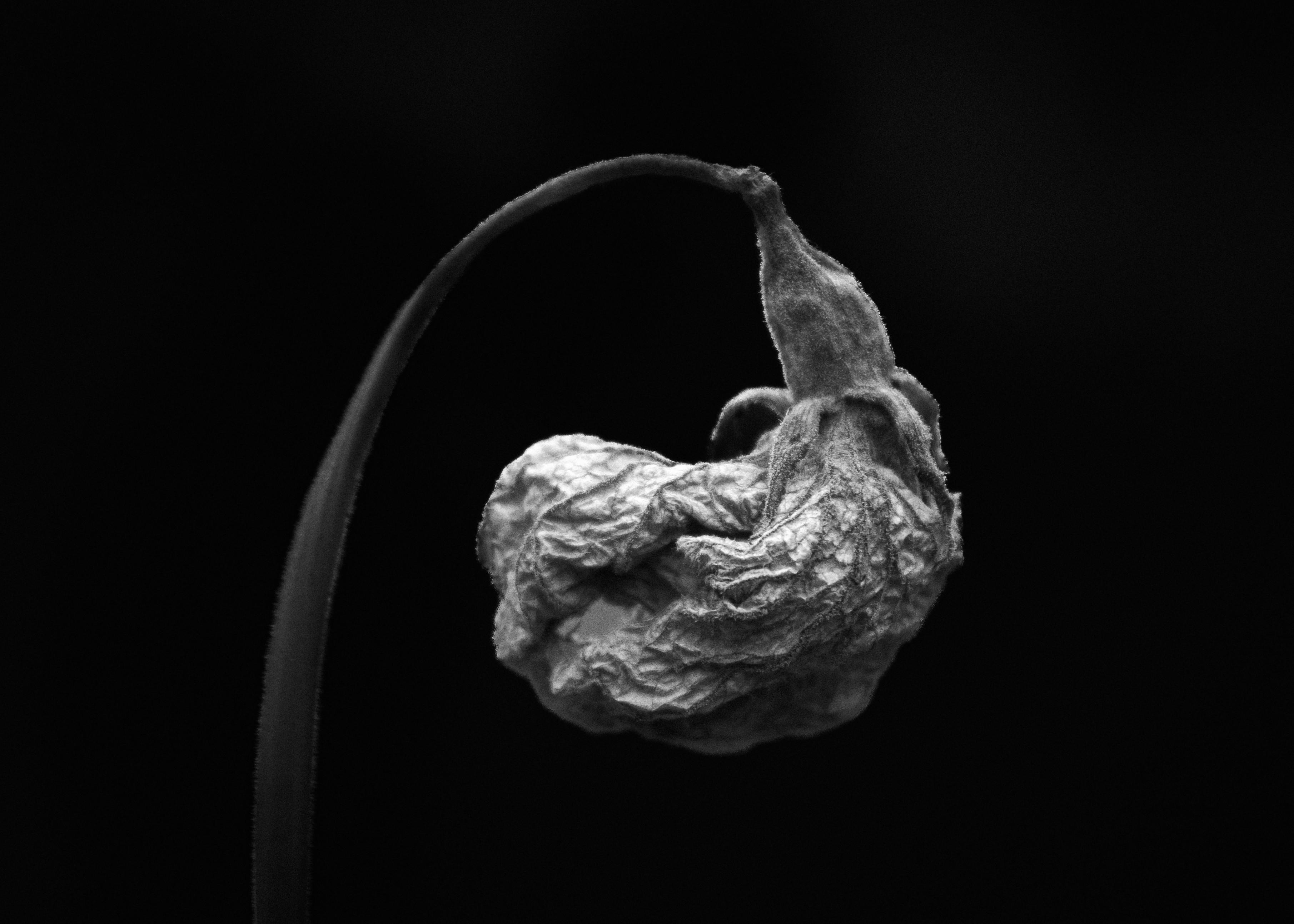 Beauty in decay. | Scrolller