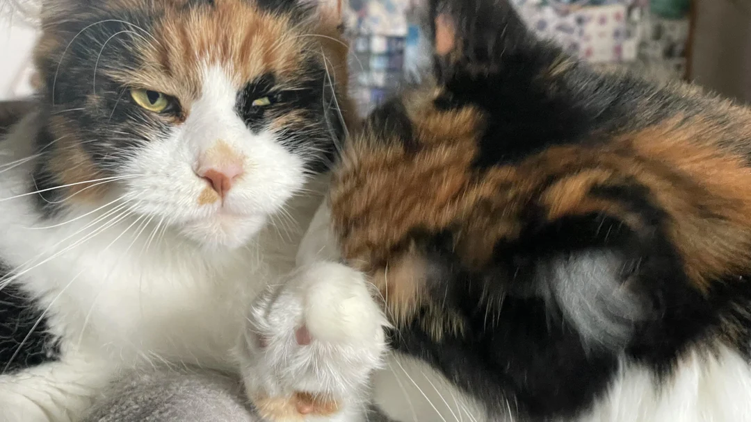 Washing time; Lyra and Phryne grooming at the top of The Fortress Of Floof. | Scrolller