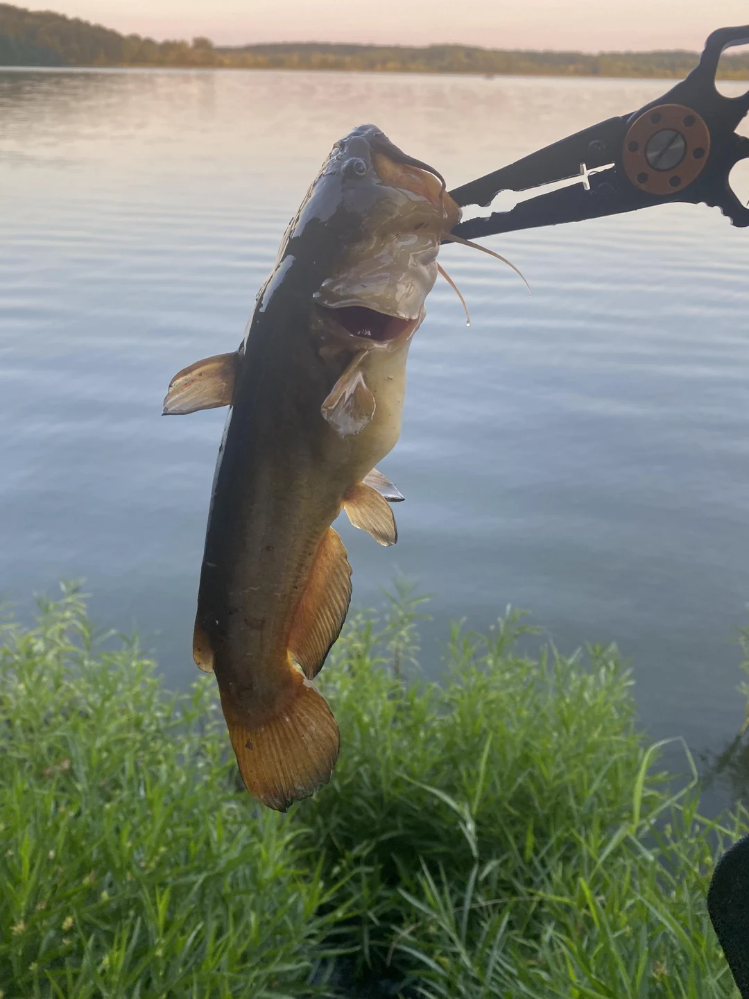 Got a little bullhead today. He was aggressive and tried to bite my fingers and plier | Scrolller