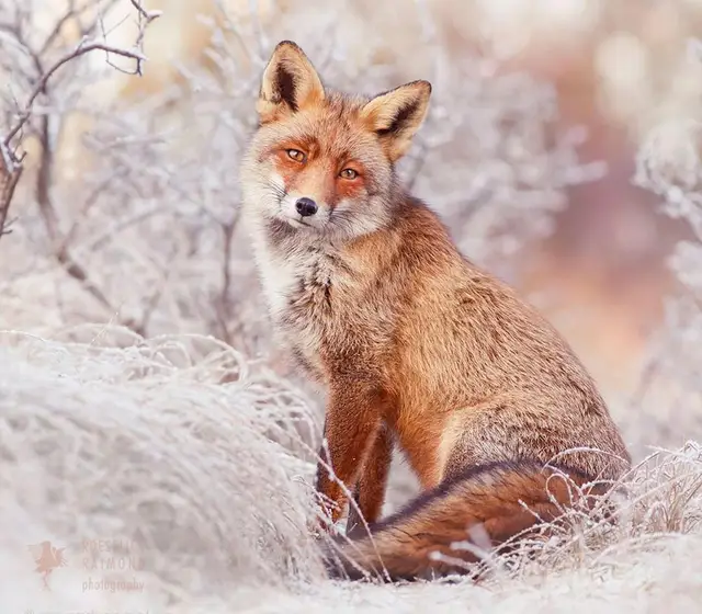 One of Roeselien Raimond's gorgeous fairytale foxes | Scrolller