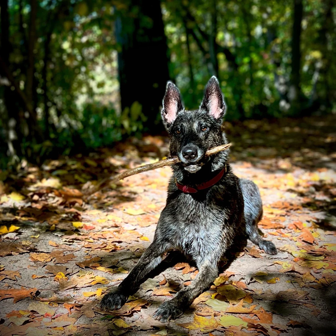 Best grrr | Scrolller