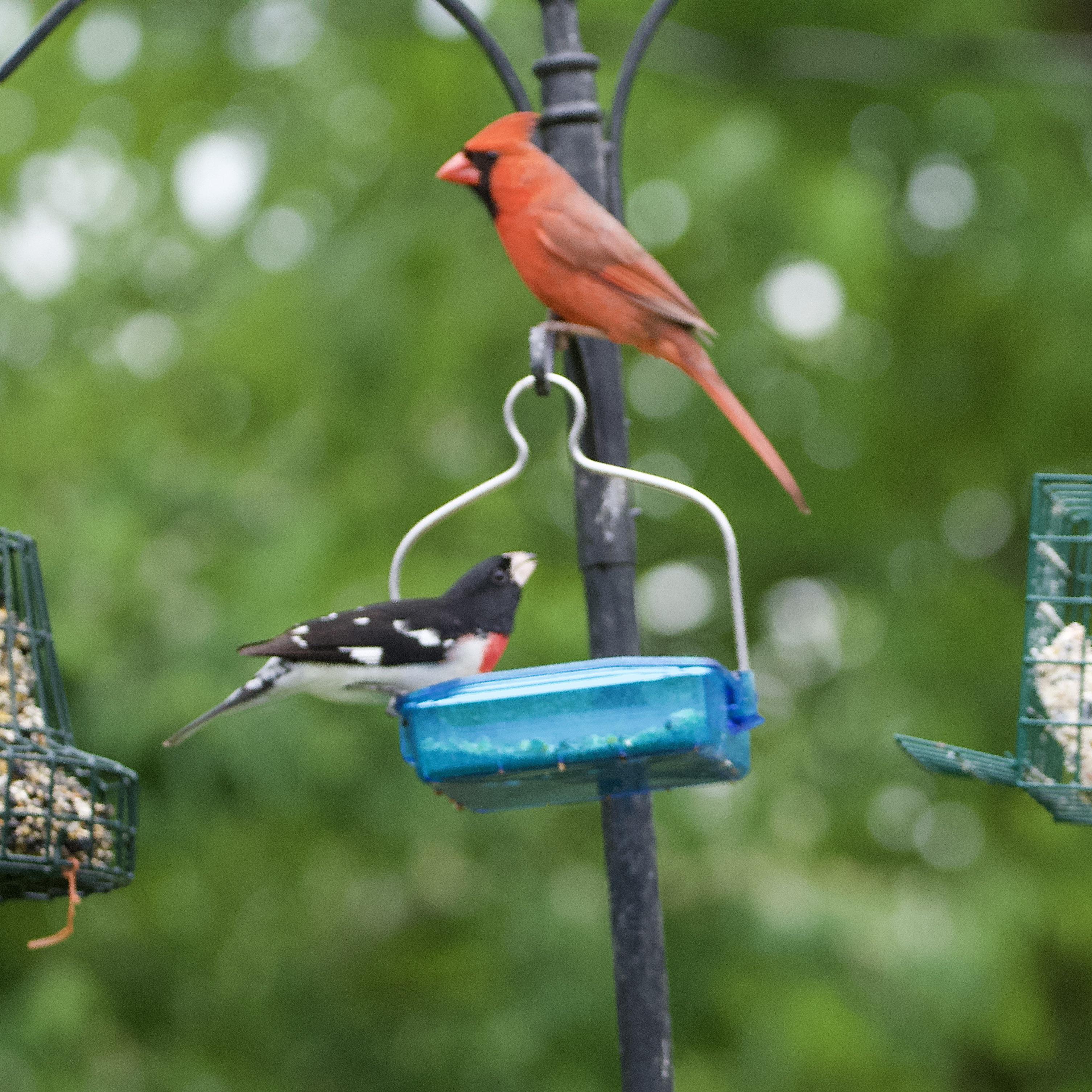 A Cardinal and Rose-breasted grosbeak at the feeder | Scrolller