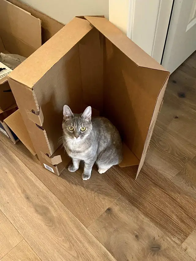 Did you know cat traps also work vertically? | Scrolller