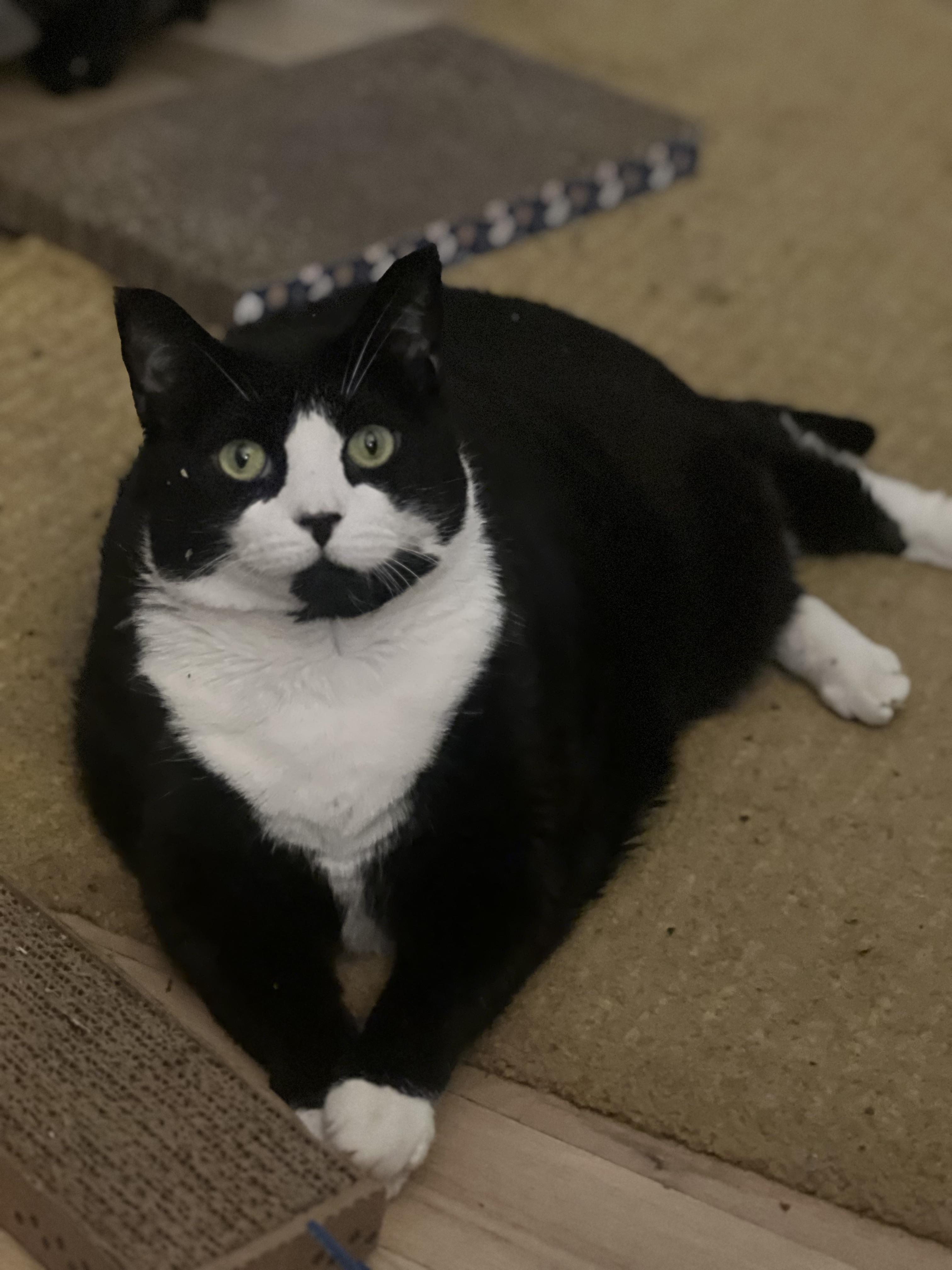 Catnip Wasted | Scrolller